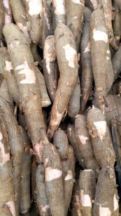 Afrikanische Früchte kaufen • Maniok